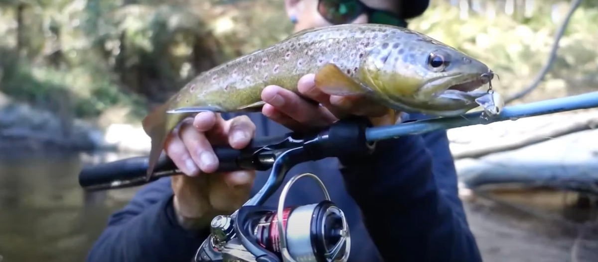 Mastering Trout Fishing in Australia: Essential Lure Techniques for Su ...